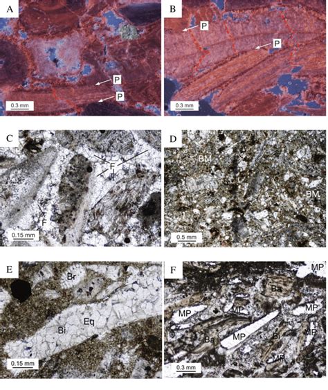 10 photomicrographs under cl a and b coarse bivalve and download