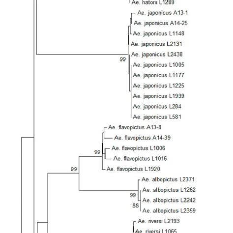 Dioithona Rigida Female A Habitus Dorsal B Urosome Dorsal