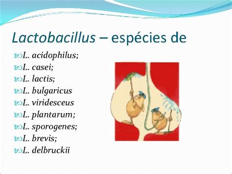 Lactobacillus E Probiticos Lactobacillus E Probiticos Bacilos Gram