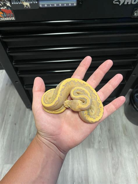 Noah Gnacinskis Constrictors