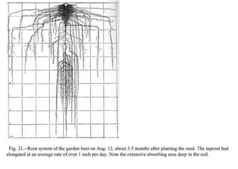 Mature Root Depth Of Common Vegetables And Reference Table Growit Buildit