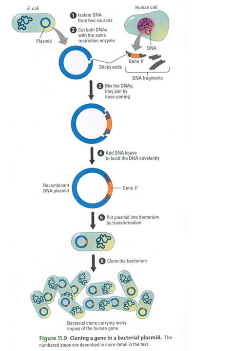 Solved Figure 119 ﻿cloning A Gene In A Bacterial Plasmid
