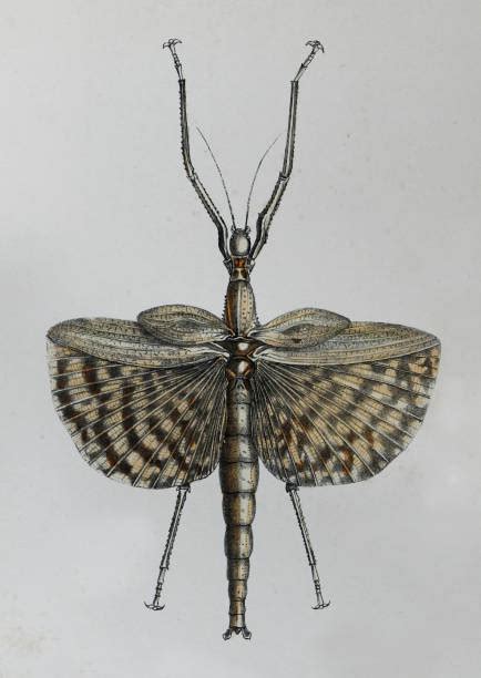 170 Phasmatodea Ilustrasi Foto Stok Potret And Gambar Bebas Royalti