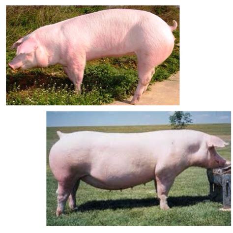 Ffa Vet Science Cde Swine Id Flashcards Quizlet
