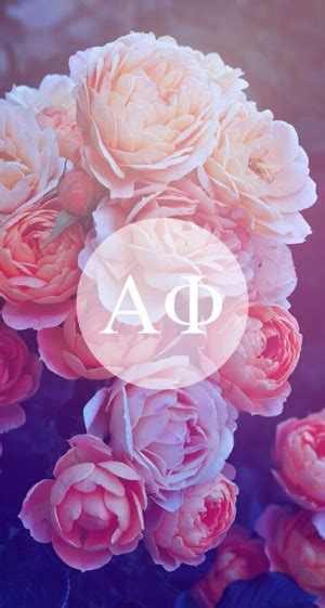 Cute Alpha Phi Quotes Quotesgram