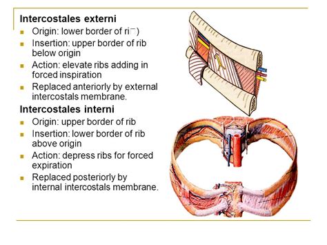 Internal Intercostals Origin And Insertion
