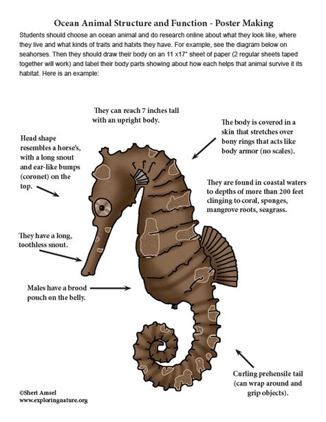Ocean Animal Structure And Function Poster Making Exploring Nature