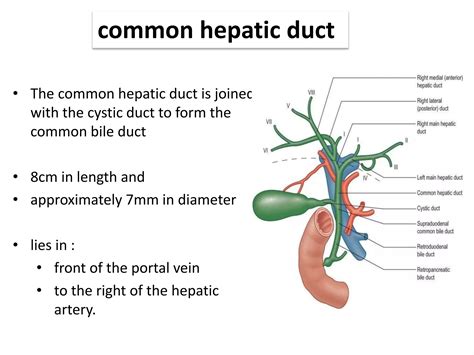 Anatomy Hepatobiliarypptx