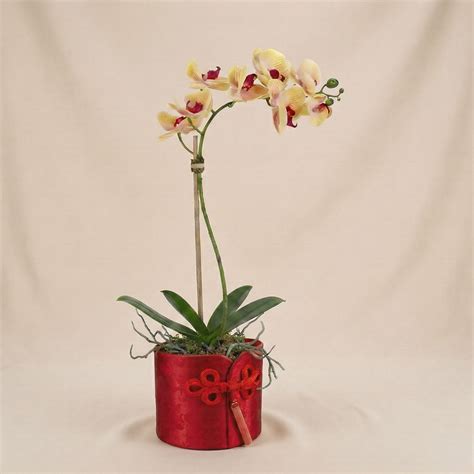 Golden Orchids In Red Decorative Box Delivery In Singapore Fnp Sg