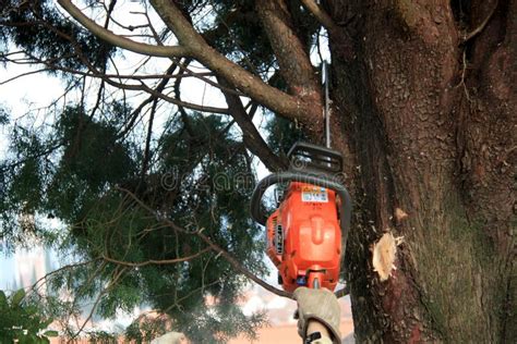 Cutting Down Branches Of Cypress Tree Stock Image Image Of Hand
