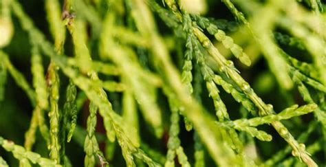 Alpha Pinene Terpene Profile