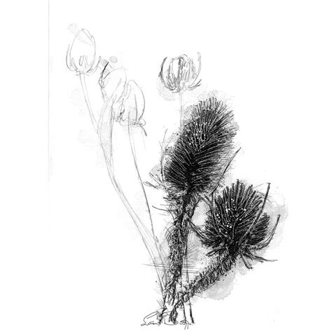 Teasels Sketch Seanbriggs