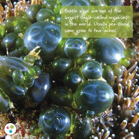 Bubble Algae One Of The Largest Single Celled Organisms