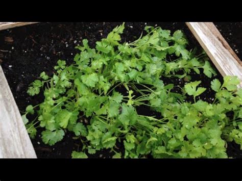 How To Grow Cilantro In The Hot Summer Months Square Foot Gardening