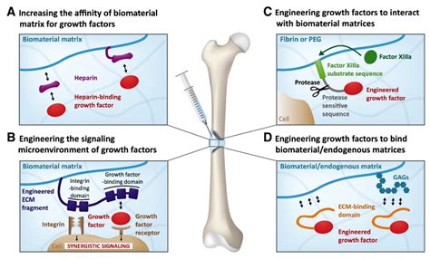 Advances In Growth Factor Delivery For Bone Tissue Engineering