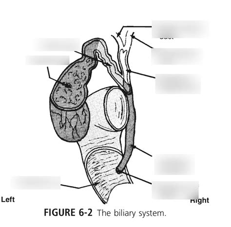 Biliary System Diagram Diagram Quizlet