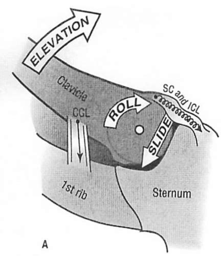 Shoulder Functional Anatomy Flashcards Quizlet