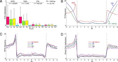 Local Dna Hypomethylation Activates Genes In Rice Endosperm Pnas