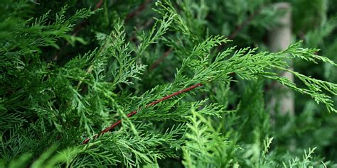 A Complete Guide To Planting Root Ball Hedging Hedges Direct