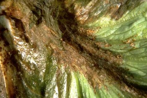 Bottom Rot The Daily Garden