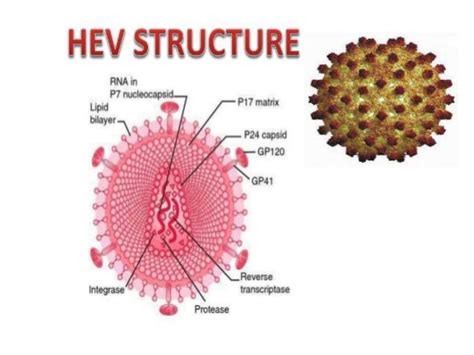 Different Types Of Viral Hepatitis Overall Science