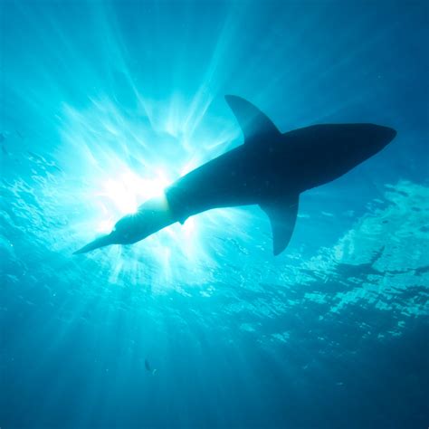 Biggest Great White Shark Ever Caught In The World