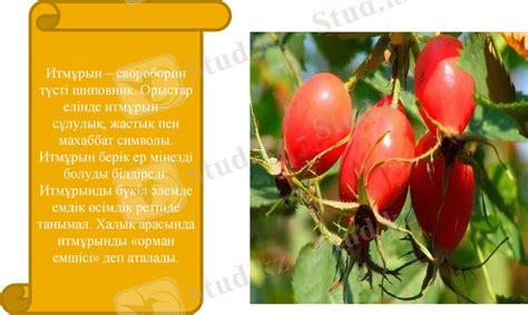 Итмұрынның химиялық құрамы емдік қасиеттері және түрлік әртүрлілігі