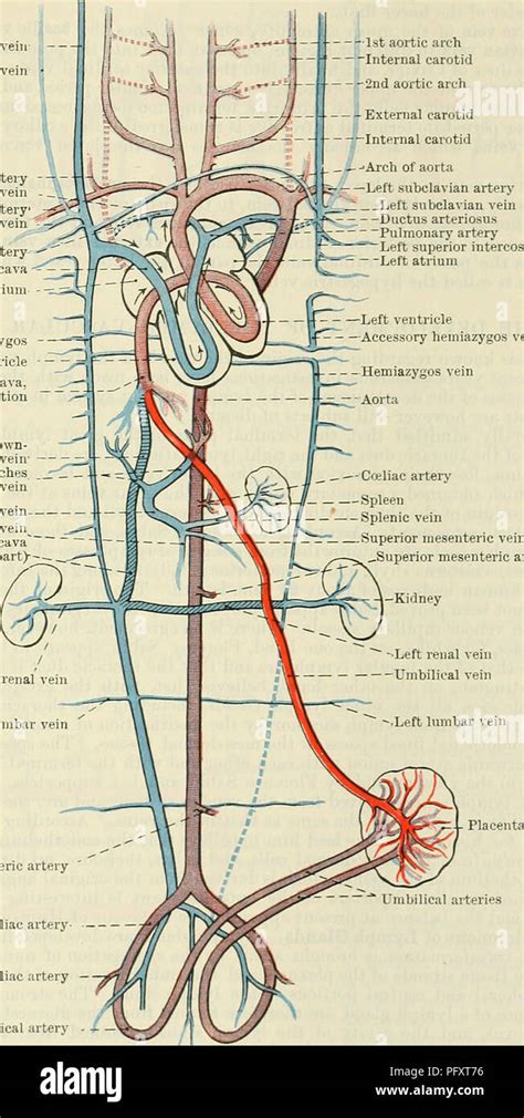 Accessory Hemiazygos Vein Anatomy