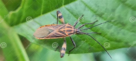 Heteroptera Is A Group Of Approximately 40000 Species Of Insects In