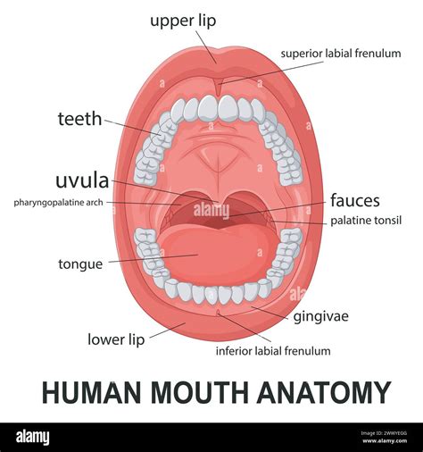 Human Mouth Anatomy Open Mouth With Explaining Vector Illustration