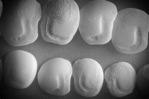 Lake Erie Lucky Stones