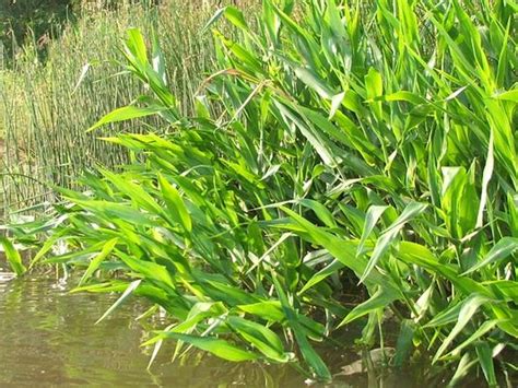Hymenachne Olive Hymenachne Water Stargrass West Indian Grass West