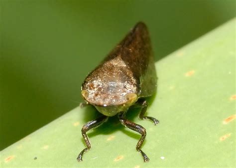 Black Spittlebug Amarusa Australis