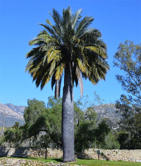 Chilean Wine Palm ~ Jubaea Chilensis ~ September 2023 Santa Barbara