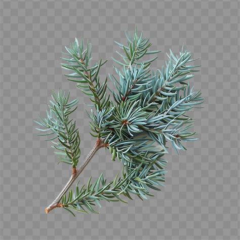 Premium Psd Prostrate Juniper Leaf With Scale Like Leaf Shape And