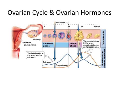 Endocrine Control Of The Ovarian Cycle