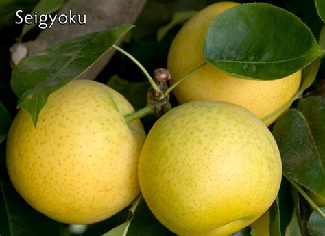 Temperate Climate Permaculture Asian Pear Varieties Just A Sampling