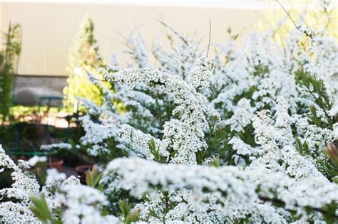Background With Many White Flowers Withe Flower Growing On The Bush In Garden On Sunny Day