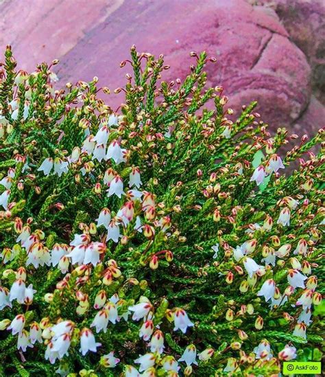 Cassiope Medusa — Plant Wholesale Floraccess