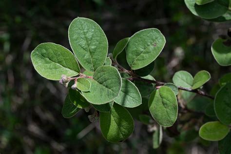 Cotoneaster Tomentosus Lindl