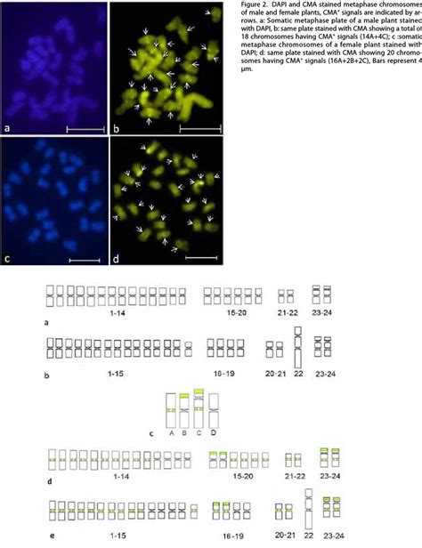 Dapi And Cma Stained Metaphase Chromosomes Of Male And Female Plants