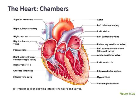 Ppt Cardiovascular System Part I The Heart Powerpoint Presentation