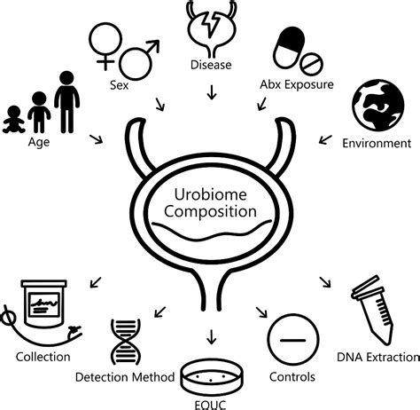 Figure 1 From Synthesis Of Current Pediatric Urinary Microbiome