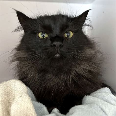 Chicko Sua011918 Female Domestic Medium Hair Cat In Vic Petrescue