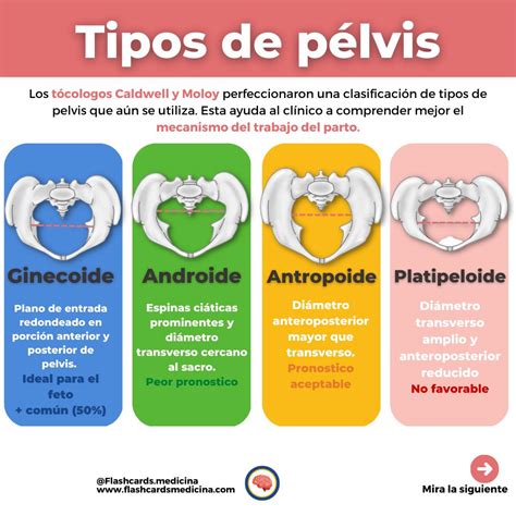 Tipos De Pelvis • Enarm2023 Flashcardsmedicina Facebook
