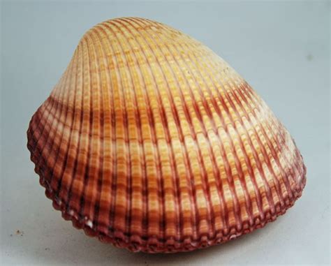Buttercup Lucine Shell 1 To 2 Inches