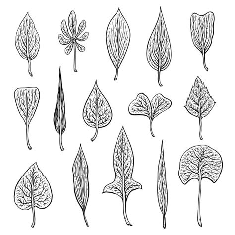 Types Of Leaf Outline Leaves Different Royalty Free Vector