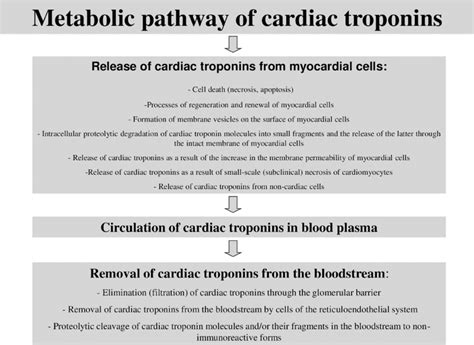 Metabolic Pathway Of Cardiac Troponins Download Scientific Diagram