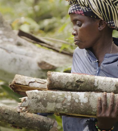 Congo Rainforest Cool Earth