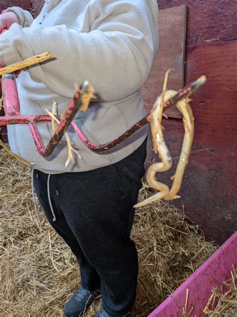 Discussion About Roundworms Ascarids Rhorses